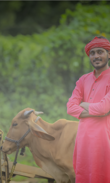 Organic Milk in Chennai | Fresh Cow Milk in Chennai - GhoMoo