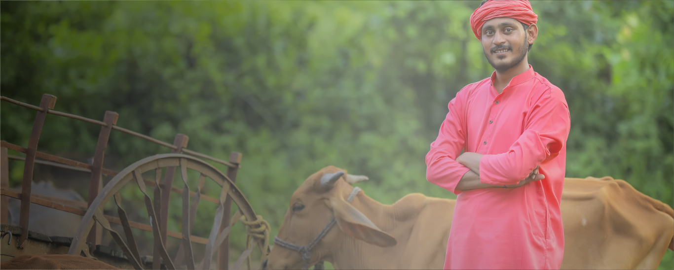 Organic Milk in Chennai | Fresh Cow Milk in Chennai - GhoMoo