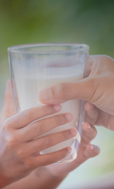 Organic Milk in Chennai | Fresh Cow Milk in Chennai - GhoMoo
